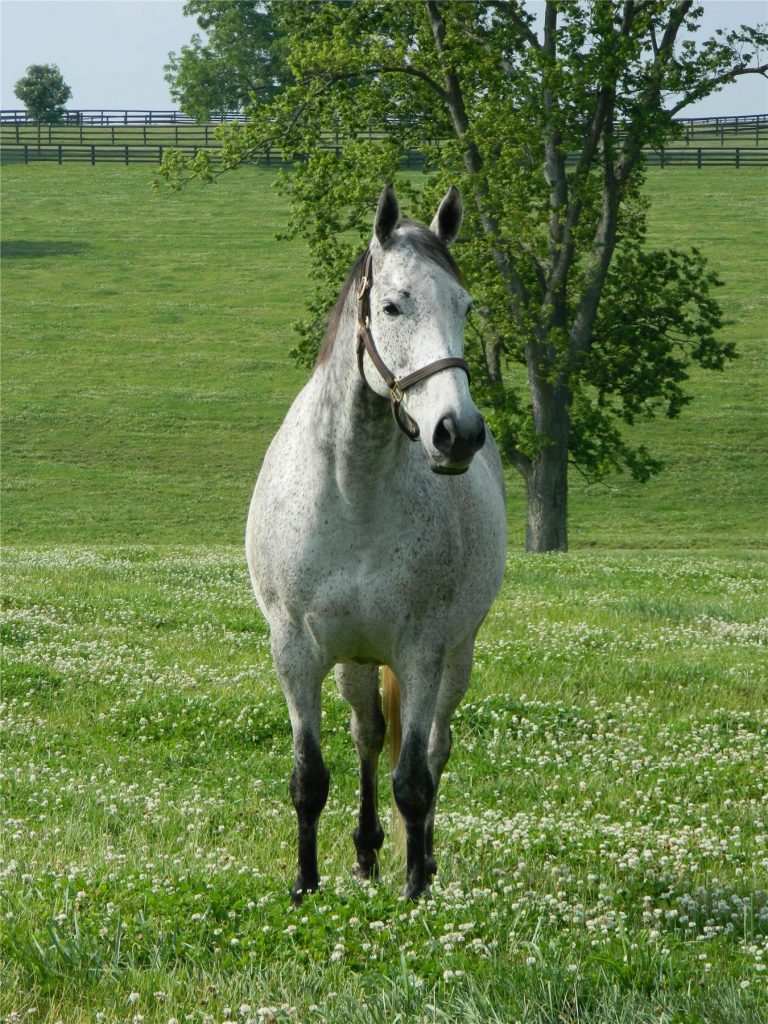 Hidden Brook Kentucky Boarding - Hidden Brook Farm