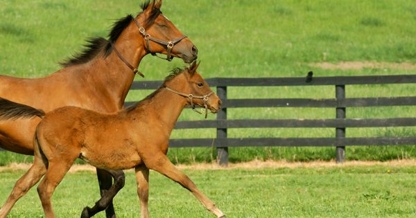 Hidden Brook Kentucky Boarding - Hidden Brook Farm