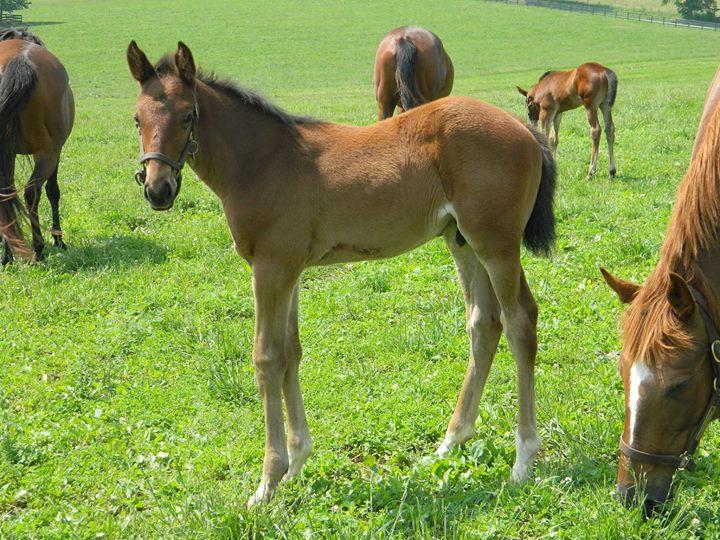 Hidden Brook Kentucky Boarding - Hidden Brook Farm