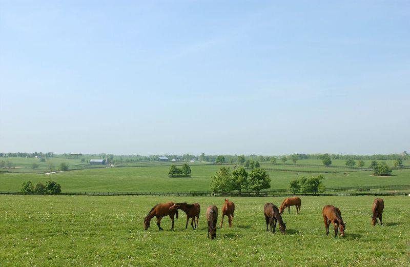 Hidden Brook Kentucky Boarding - Hidden Brook Farm